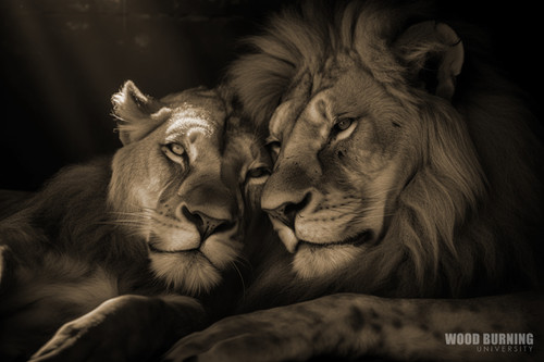 Lions at Rest | WB University