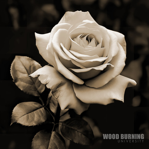 Yellow Rose | WB University