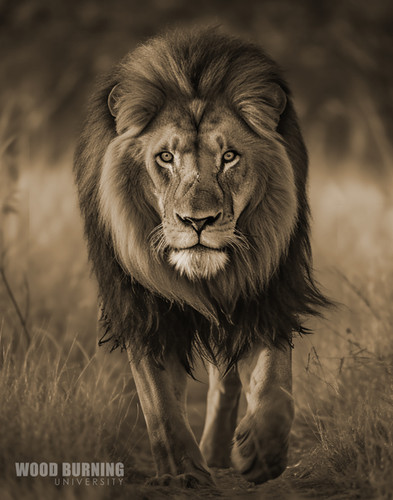 Realistic Lion | WB University