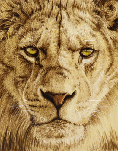 African Lion Print | Minisa Robinson