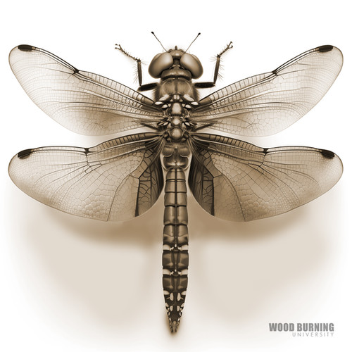 Realistic Dragonfly | WB University