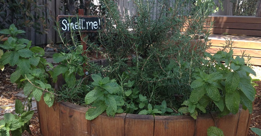 Some of our favourite sensory plants for kids