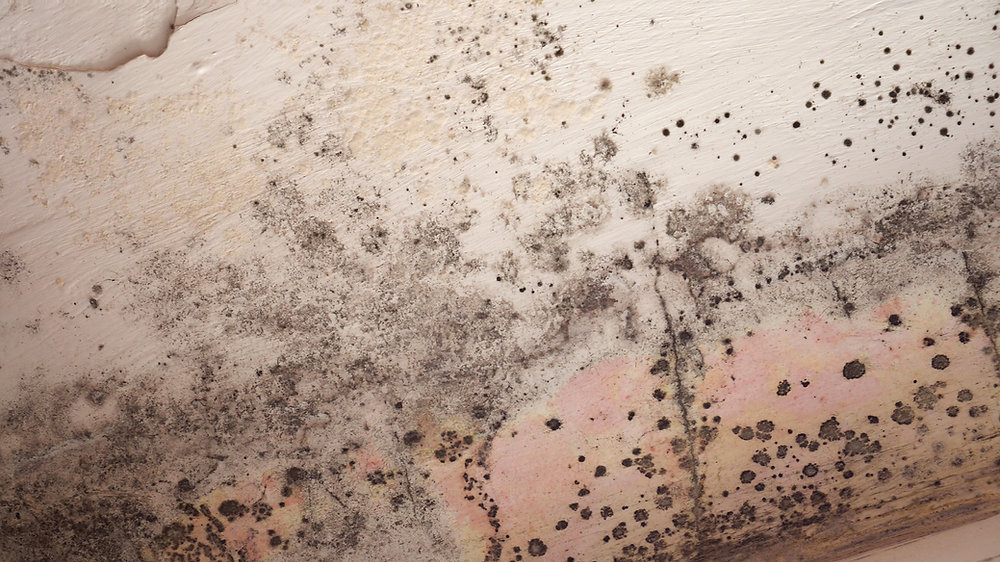 When Does a Moisture Problem Become a Mold Problem?