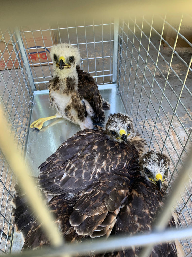 Baby Hawk Rescue!