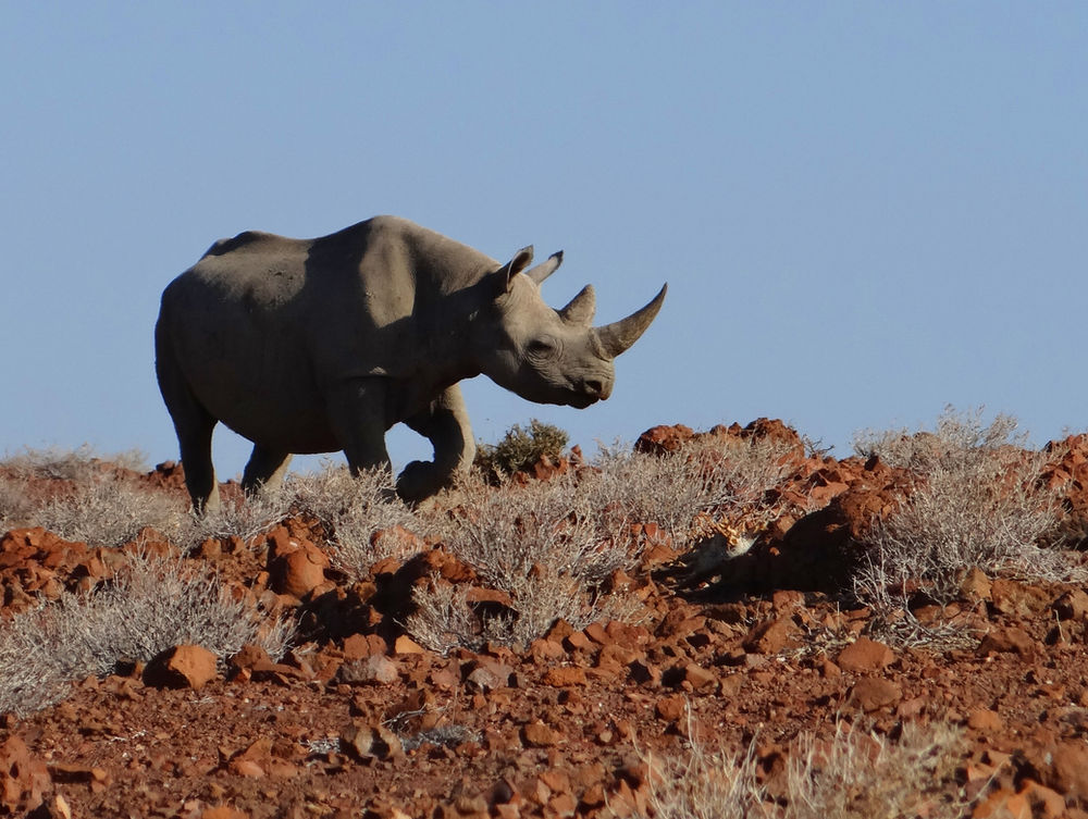 Perceptions and histories of black rhino in west Namibia