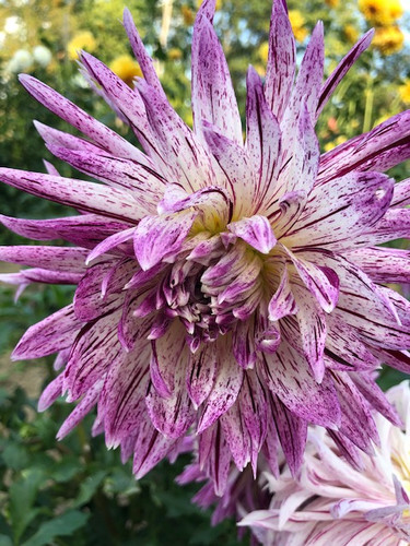 Avignon | Brentwood Farm