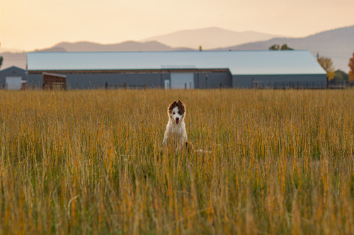 Personalized Training Plans Caninetraininggroup