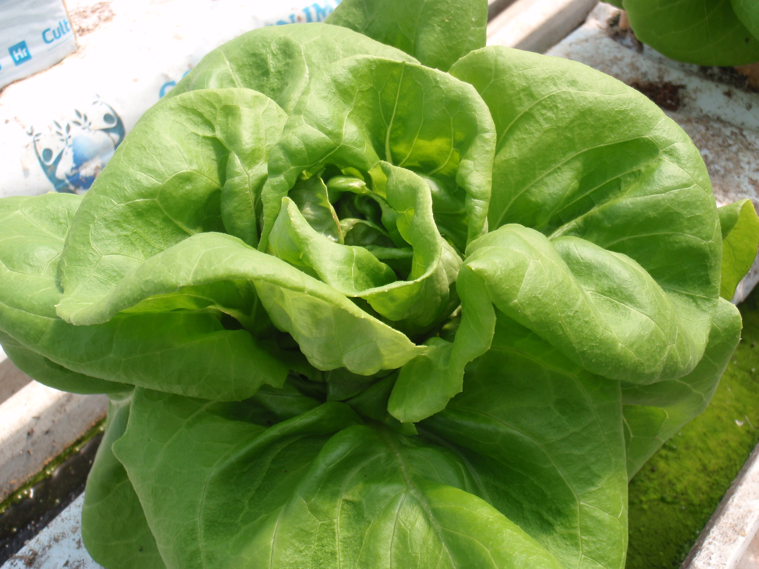 LIFE ON THE FARM | shirleys-greenhouse