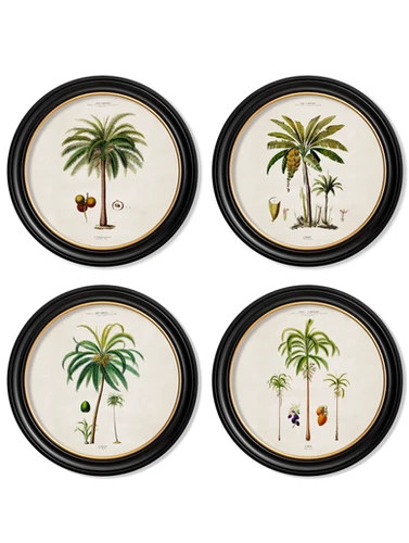 Round Palm Tree Pictures | Statement Wall Art | Unique Home Decor