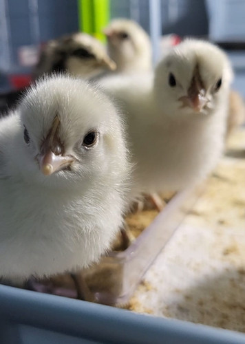 Zombie Chicken pullet | Wrather Farms