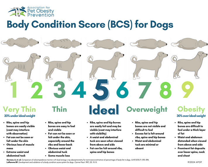 Dogs | Cape Fear Spay Neute