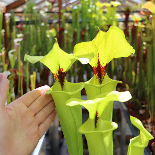 SFv.Rg09(GH) S. flava var. rugelii. Large lid. Apalachicola, Florida ...