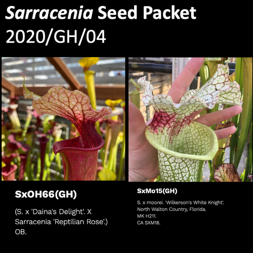 2020/GH/04 Sarracenia Seeds | Mysite