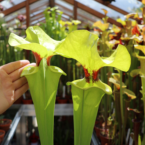 SFv.Rg11(GH) S. flava var. rugelii. Big lid. Blackwater, North Florida ...