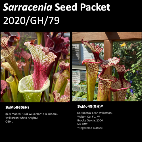 2020/GH/79 Sarracenia Seeds | Mysite