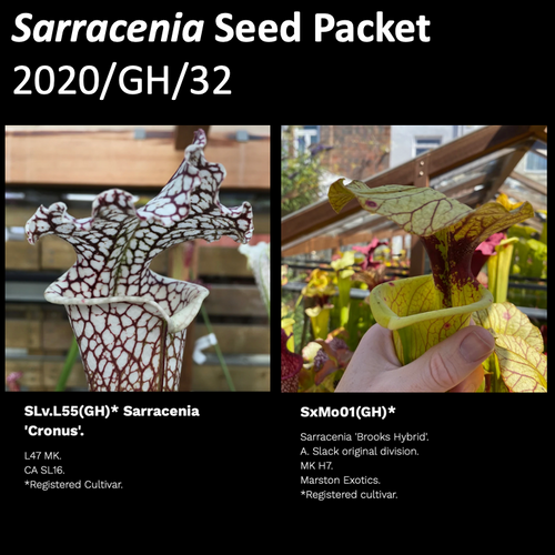 2020/GH/32 Sarracenia Seeds | Mysite