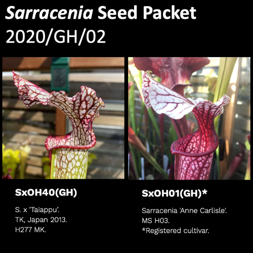 2020/GH/02 Sarracenia Seeds | Mysite