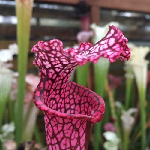 SLv.L42(GH) Red / pink upper tube. Red veins. L43 MK. | Mysite