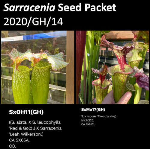 2020/GH/14 Sarracenia Seeds | Mysite