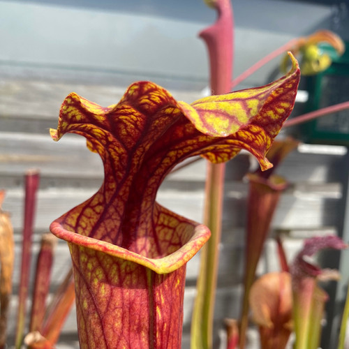 SxMo37(GH) S. x moorei. Red / yellow. Milton. Wild seed. MS. | Mysite