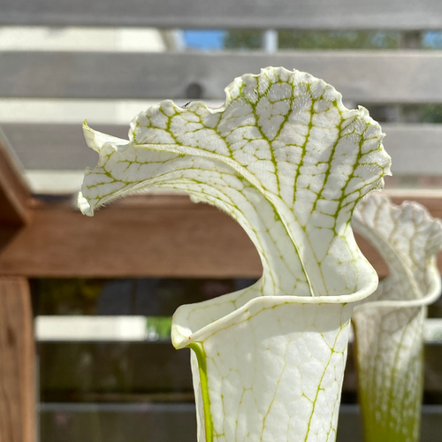 SLv.A18(GH) (Sarracenia 'Schnell's Ghost'. x S. leucophylla. Yellow ...
