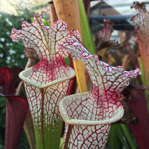 SxMo95(GH) (S. x 'WWK'. X S. leucophylla. Large pink lipped). | Mysite