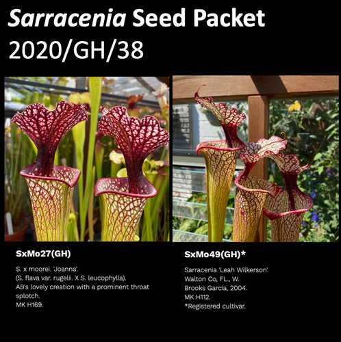2020/GH/38 Sarracenia Seeds | Mysite