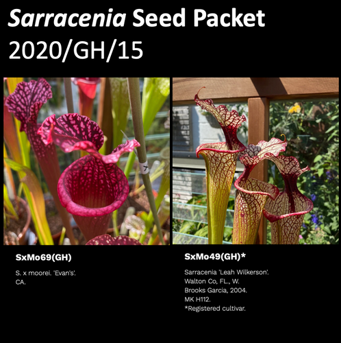 2020/GH/15 Sarracenia Seeds | Mysite