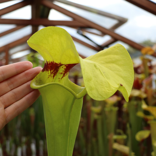 SFv.Rg12(GH) S. flava var. rugelii. Big. Blackwater, North Florida. MS ...