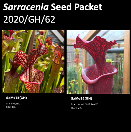 2020/GH/62 Sarracenia Seeds | Mysite