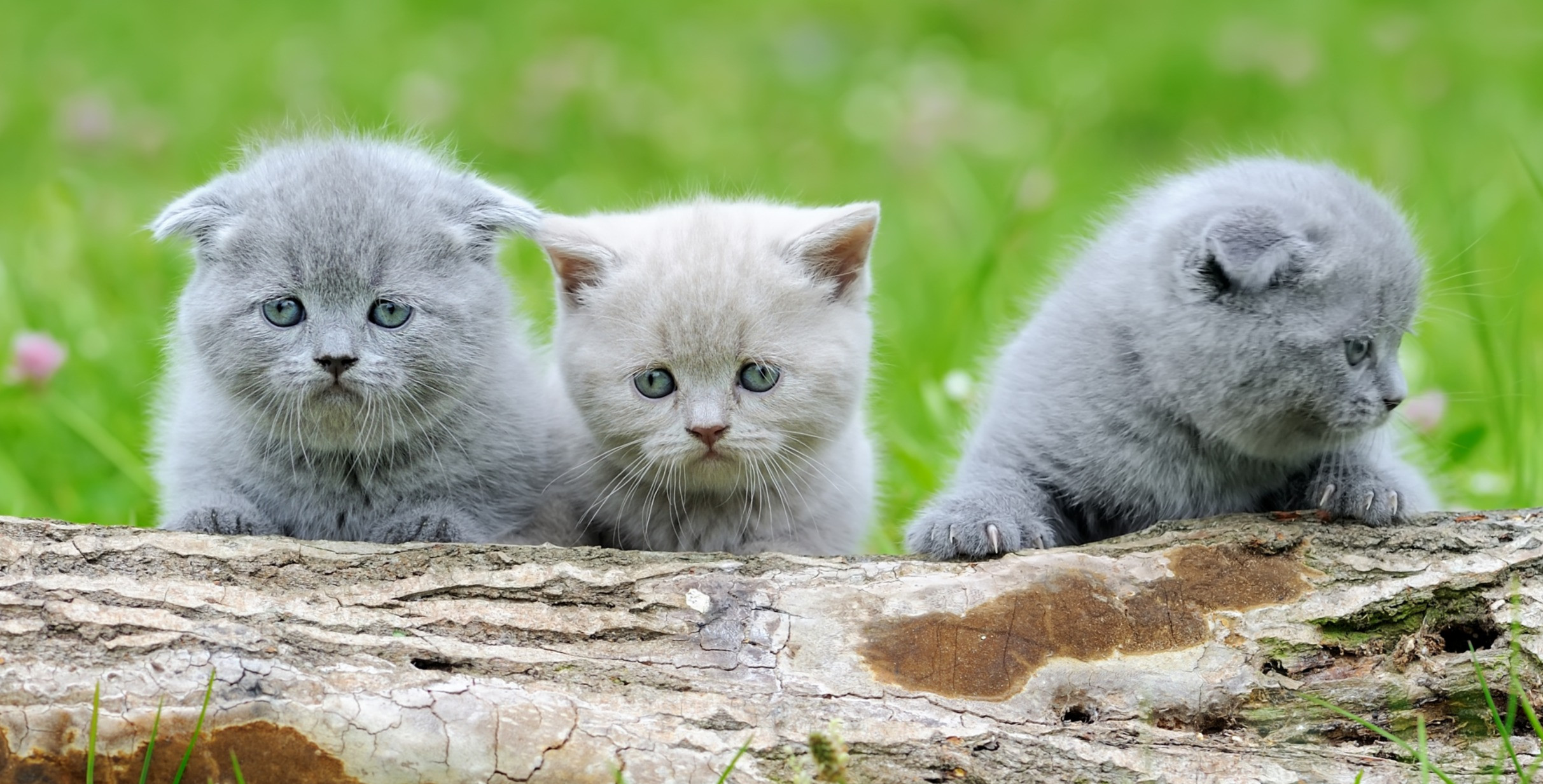 About Designer Bengal Singapore | AVS-Licensed Cattery | Cats For Sale ...