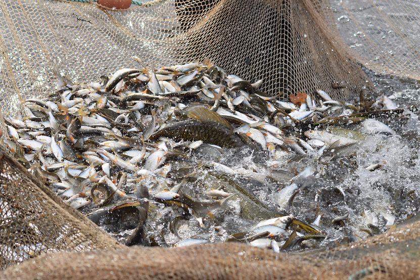 Fishing | Kingfisher Pool | Warwick