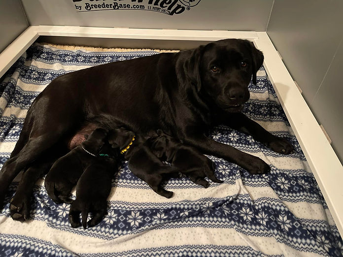 Dog Breeder | Buckeye Valley Labradors