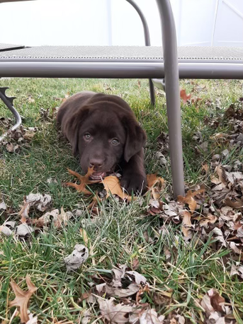 Gallery | Buckeye Valley Labradors