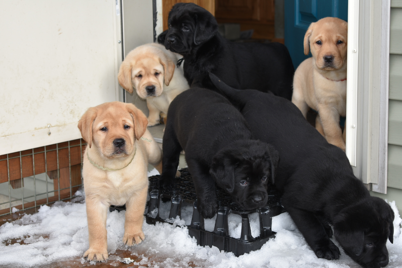 Bella Notte Labradors | Our Litters