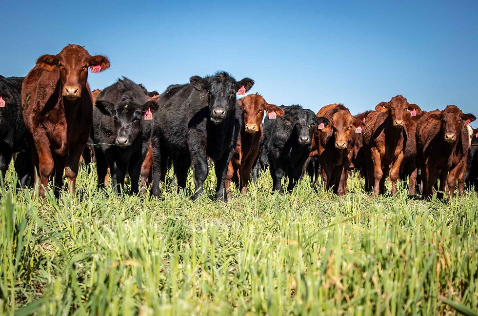 Australian Feedlot of the Year Finalist: Teys Condamine Feedlot