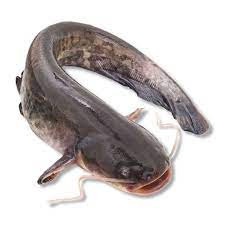 Kababayan Frozen Whole Round Catfish 10kg/case | Shiny Star Canada