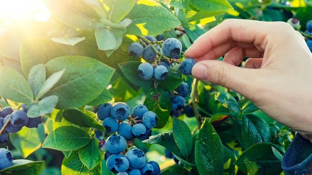 Cómo sembrar blueberries para tener tu propia planta en casa