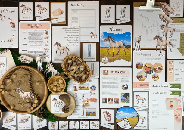 Zoology Club | For The Love Of Homeschooling
