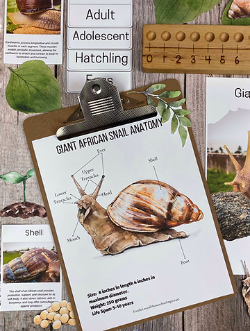 Insect of the Month | For The Love Of Homeschooling