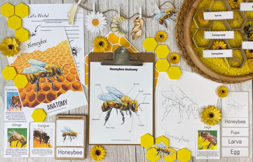 Honey Bee Unit Study. | FTL of Homeschooling