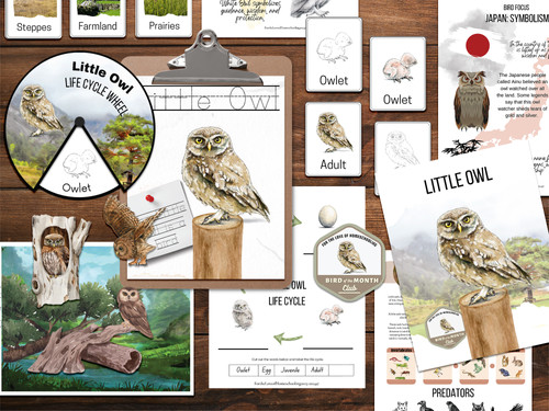 Little Owl Nature Study | FTL of Homeschooling