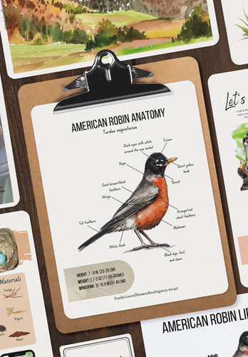 European & American Robin Nature Study | FTL of Homeschooling