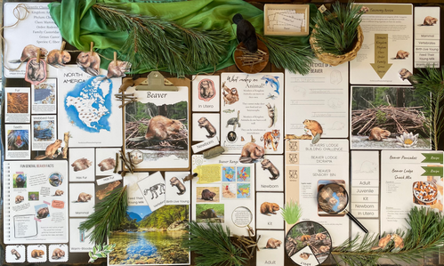 Beaver Nature Study | FTL of Homeschooling