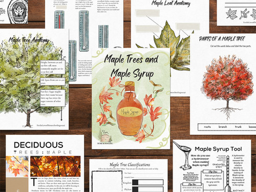Maple Syrup & Tree Unit | FTL of Homeschooling