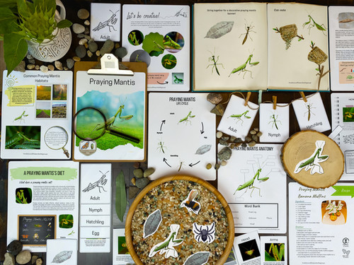 Praying Mantis Nature Study | FTL of Homeschooling
