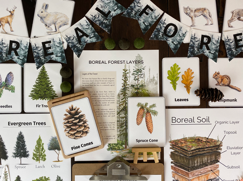 Boreal Forest Nature Study | FTL of Homeschooling