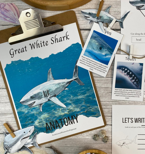 Great White Shark Nature Study | FTL of Homeschooling
