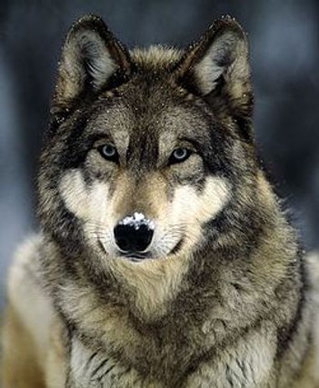 The Flawed 'Alpha Wolf' Theory