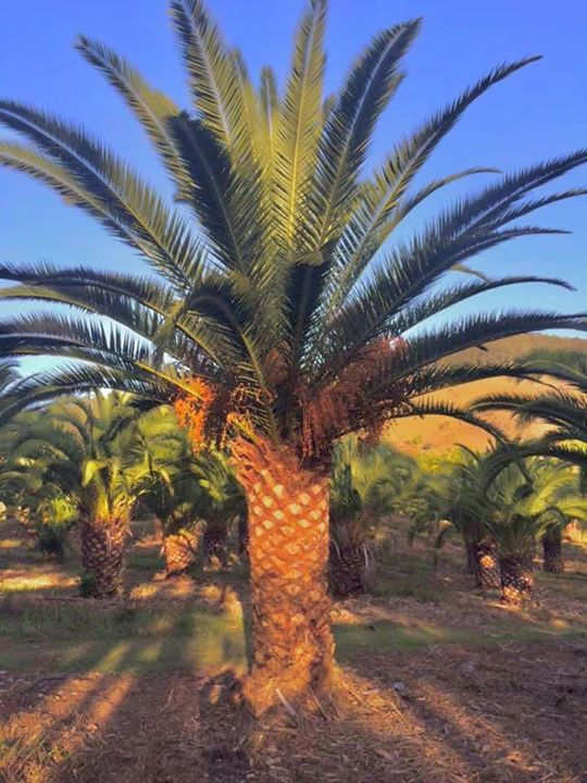 Canary Island Palm Sales Stock